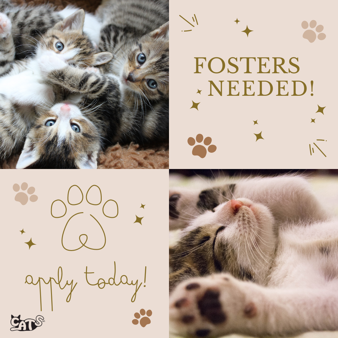 CARING ABOUT THE STRAYS