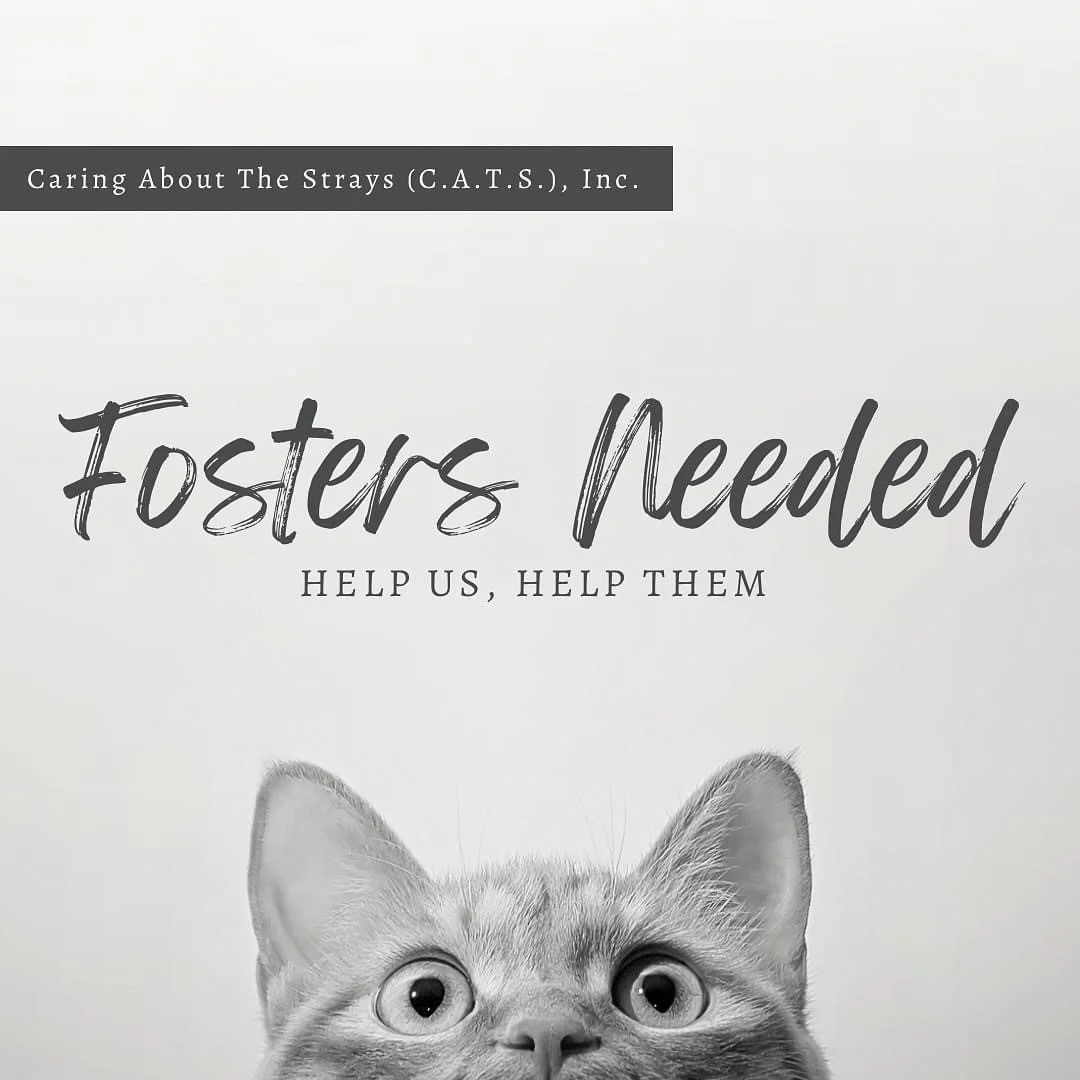 CARING ABOUT THE STRAYS