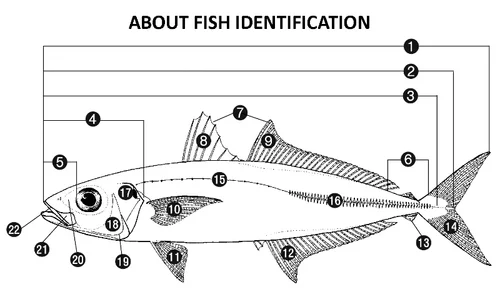 Florida Fish Identification