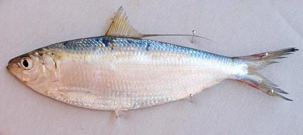 July 26 Weekend Fishing Report