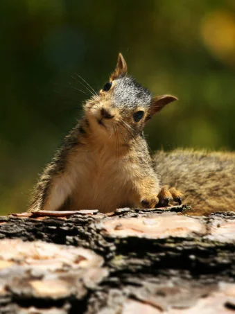 How to Keep Squirrels from Chewing Through Rope Light and String Lights ...
