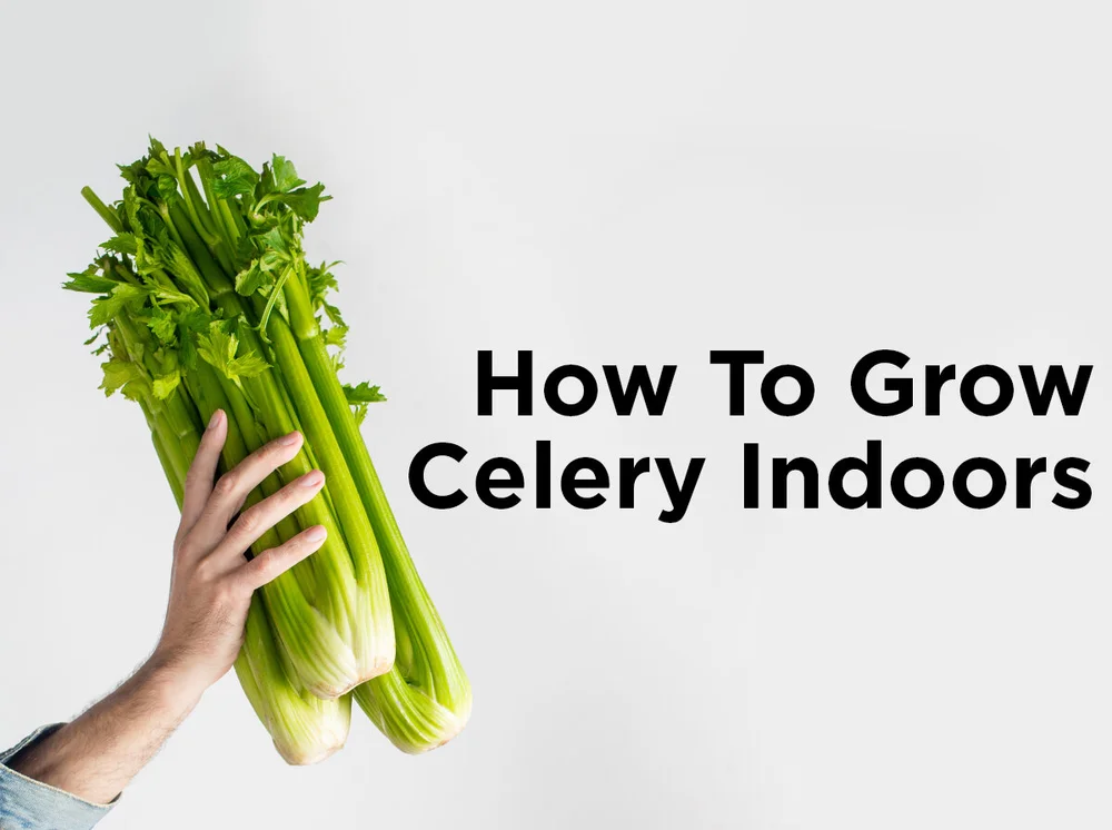 Celery Plant Growing