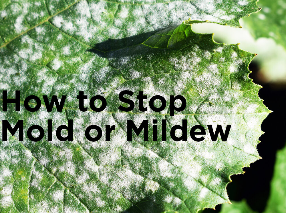 Mildew Mildew