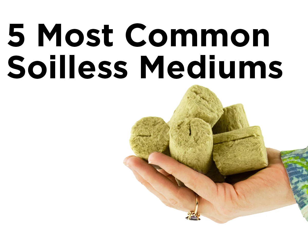 5 Most Common Soilless Mediums — 1000Bulbs.com Blog