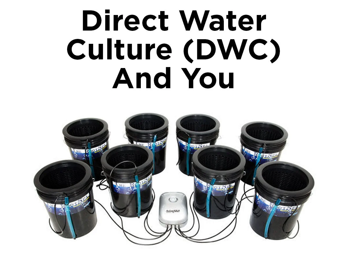 Direct Water Culture (DWC) and You — 1000Bulbs Blog
