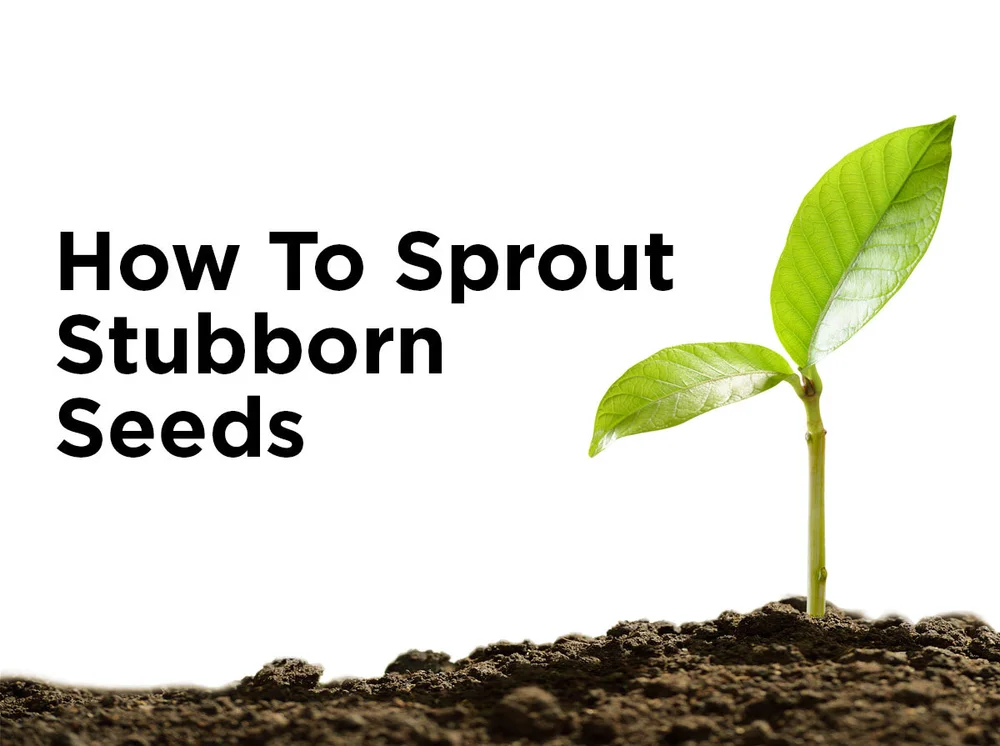 Seed Sprout