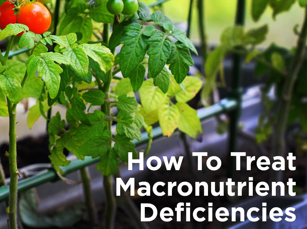 How to Treat Macronutrient Deficiencies — 1000Bulbs Blog