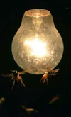 Do LED Lights Attract Bugs? — 1000Bulbs Blog