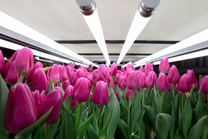 The Complete Guide to T5 Tubes — 1000Bulbs Blog