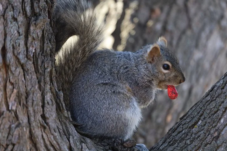How to Keep Squirrels from Chewing Through Rope Light and String Lights ...