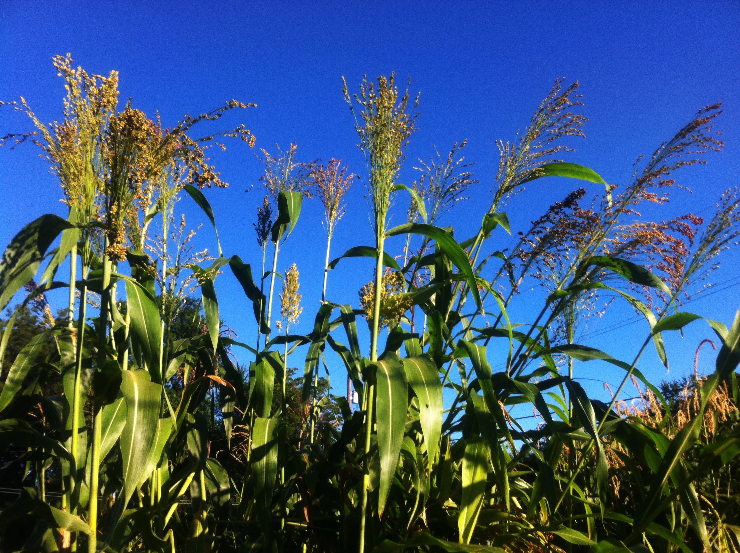 broomcorn — Broom FAQ — Caddy Supply Company