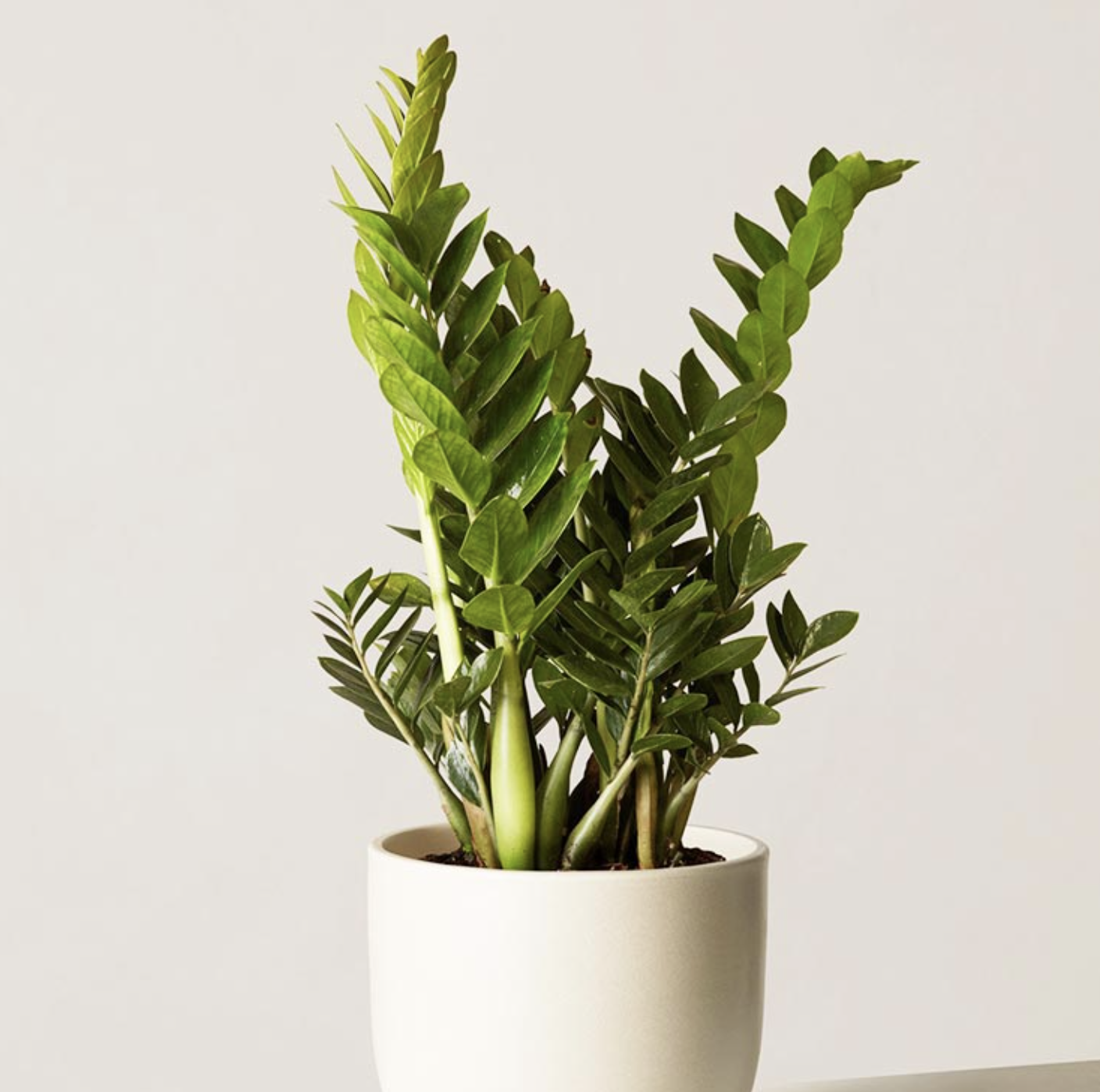 Plant Care Tips I Wish I Knew Sooner — RACHEL AUST