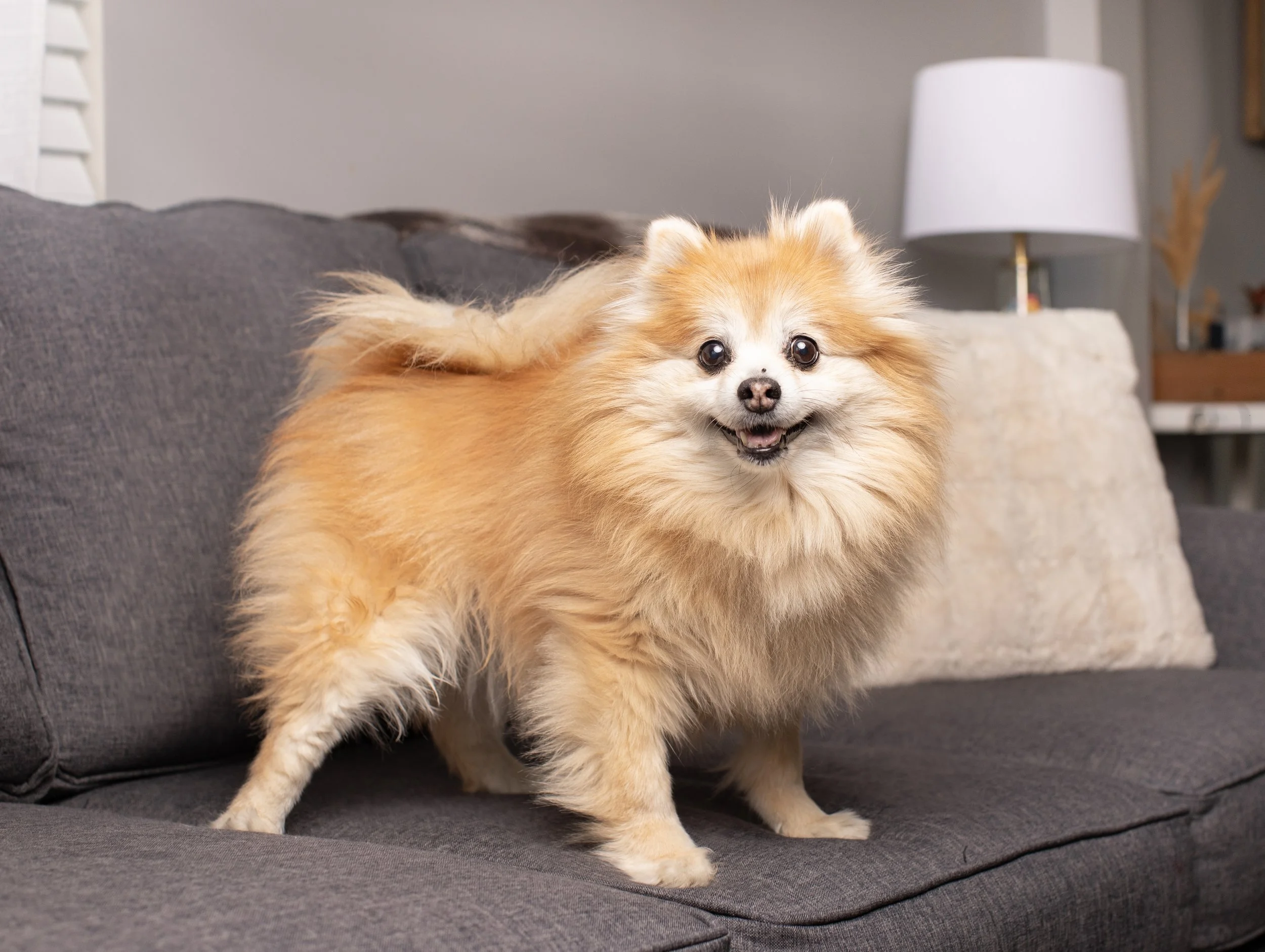 What to expect during your dog's end of life pet photography session ...