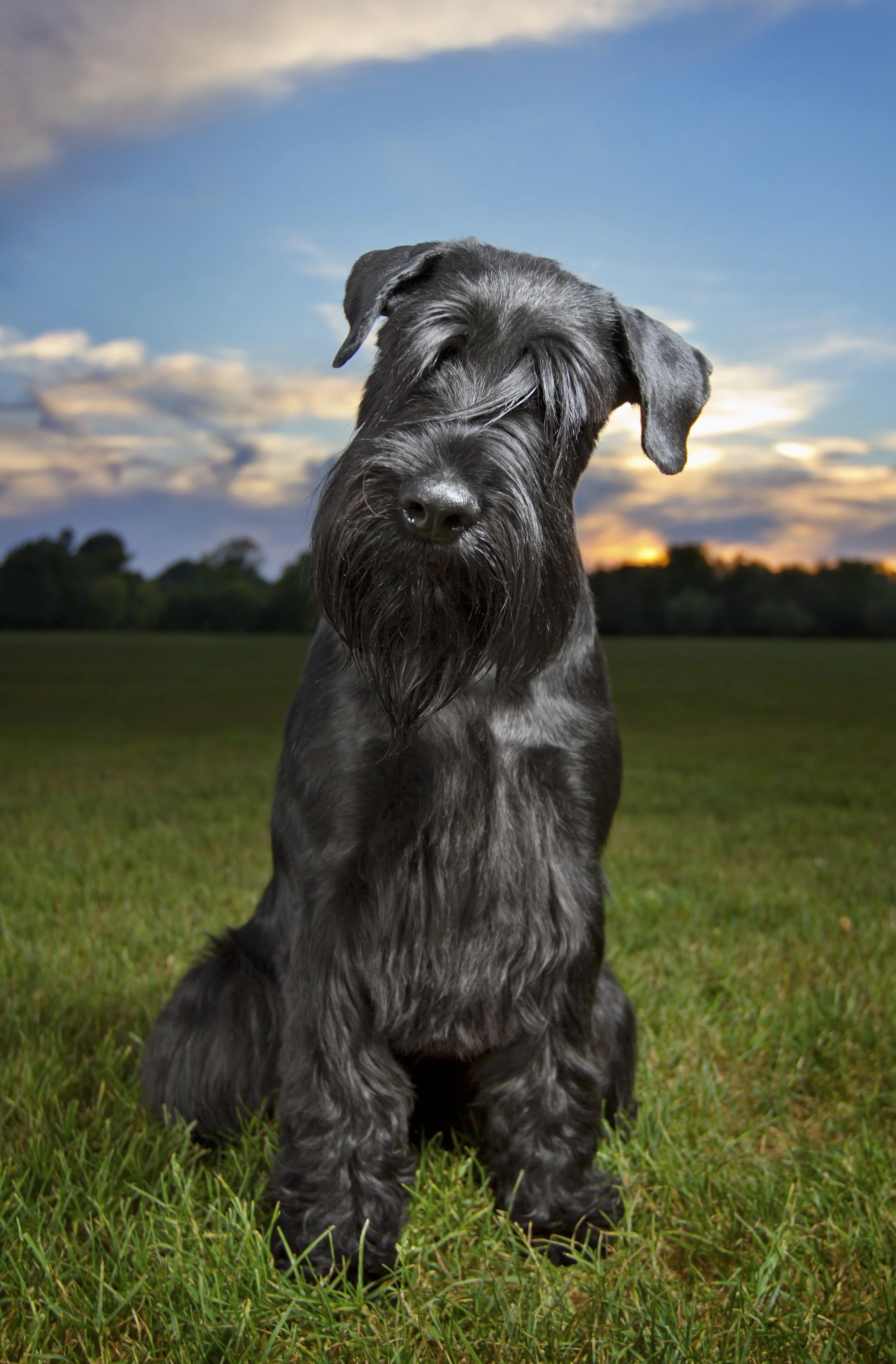 Columbus Ohio Pet Photographer — Holly Hildreth Photography