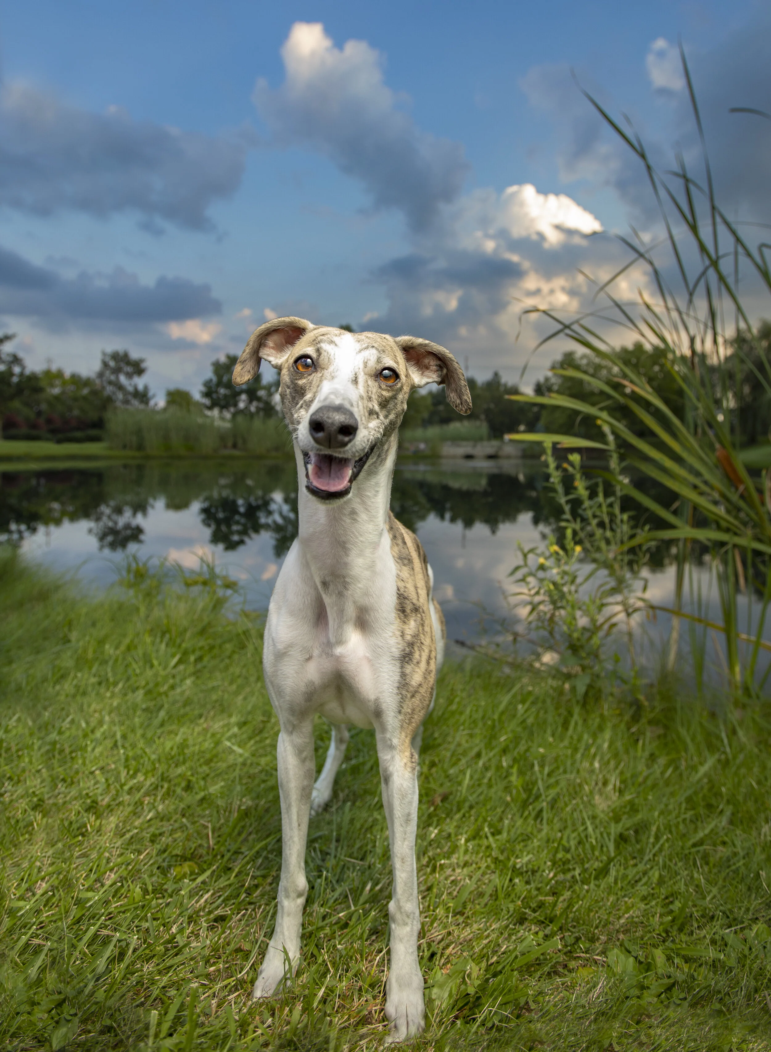 Columbus, Ohio, Outdoor Pet Photographer — Holly Hildreth Photography