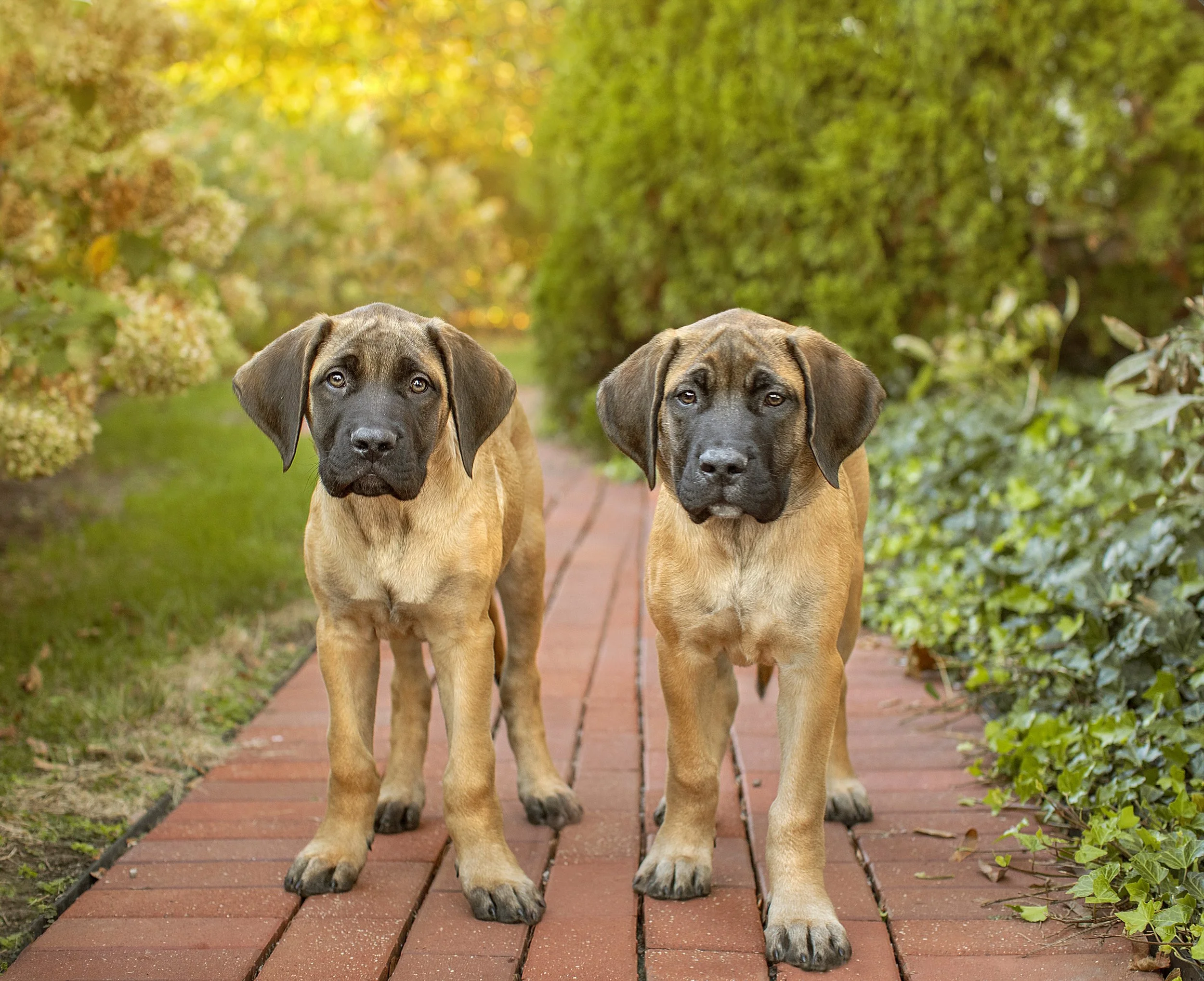 Columbus Ohio Pet Photographer — Holly Hildreth Photography