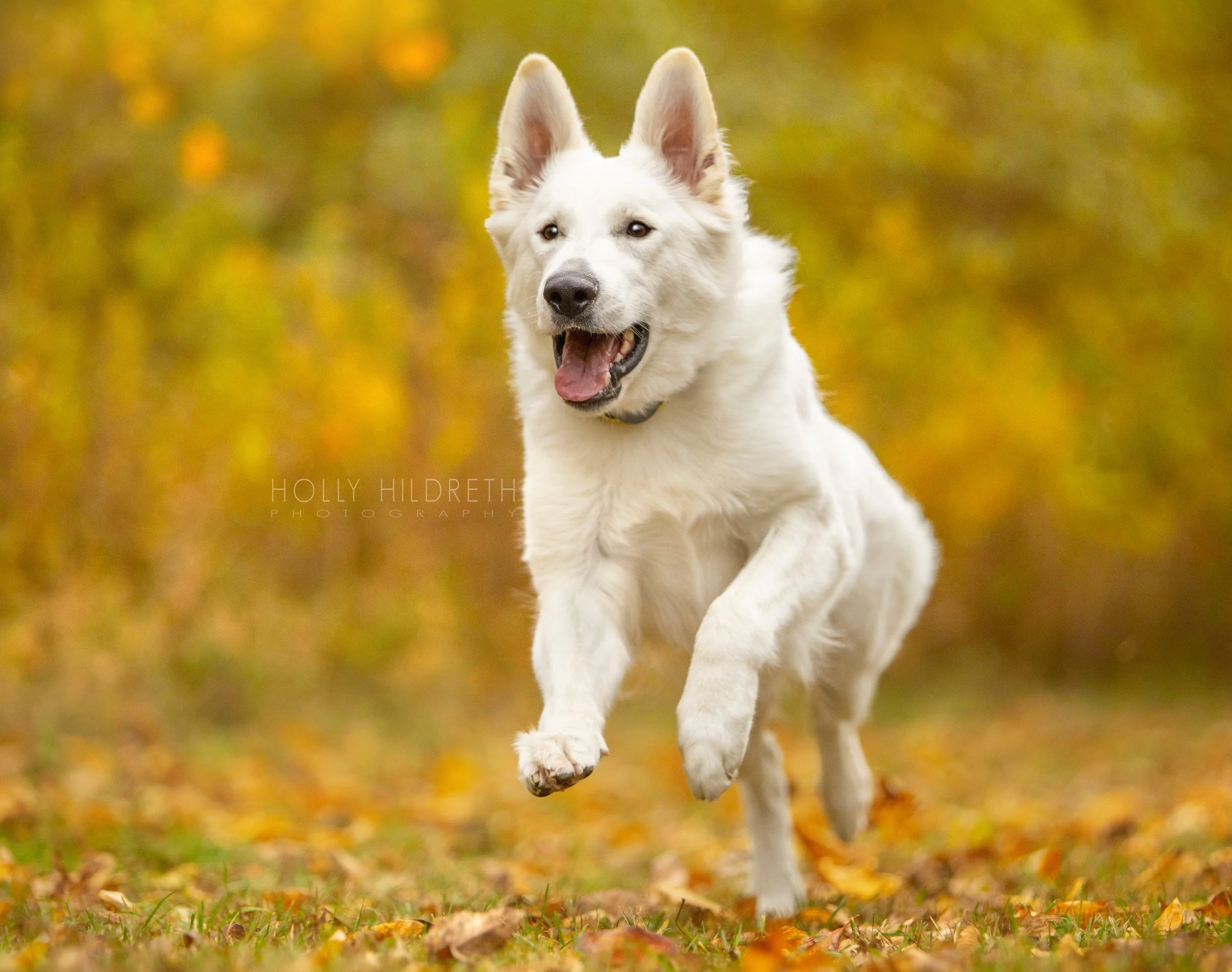 Is Alum Bad For Dogs