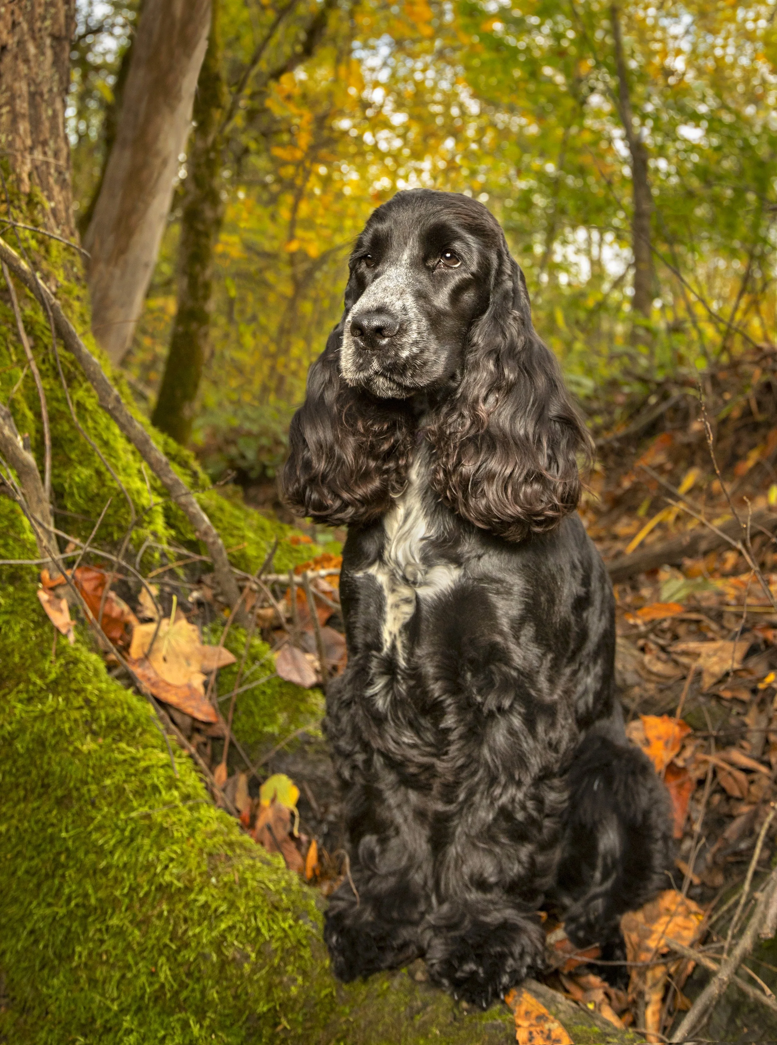 Columbus, Ohio, Outdoor Pet Photographer — Holly Hildreth Photography