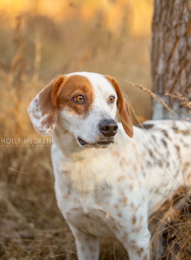 Ohio Professional Pet and Owner Photoshoot — Holly Hildreth Photography