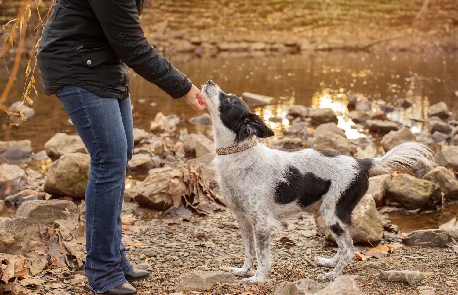 What to expect during your dog's end of life pet photography session ...