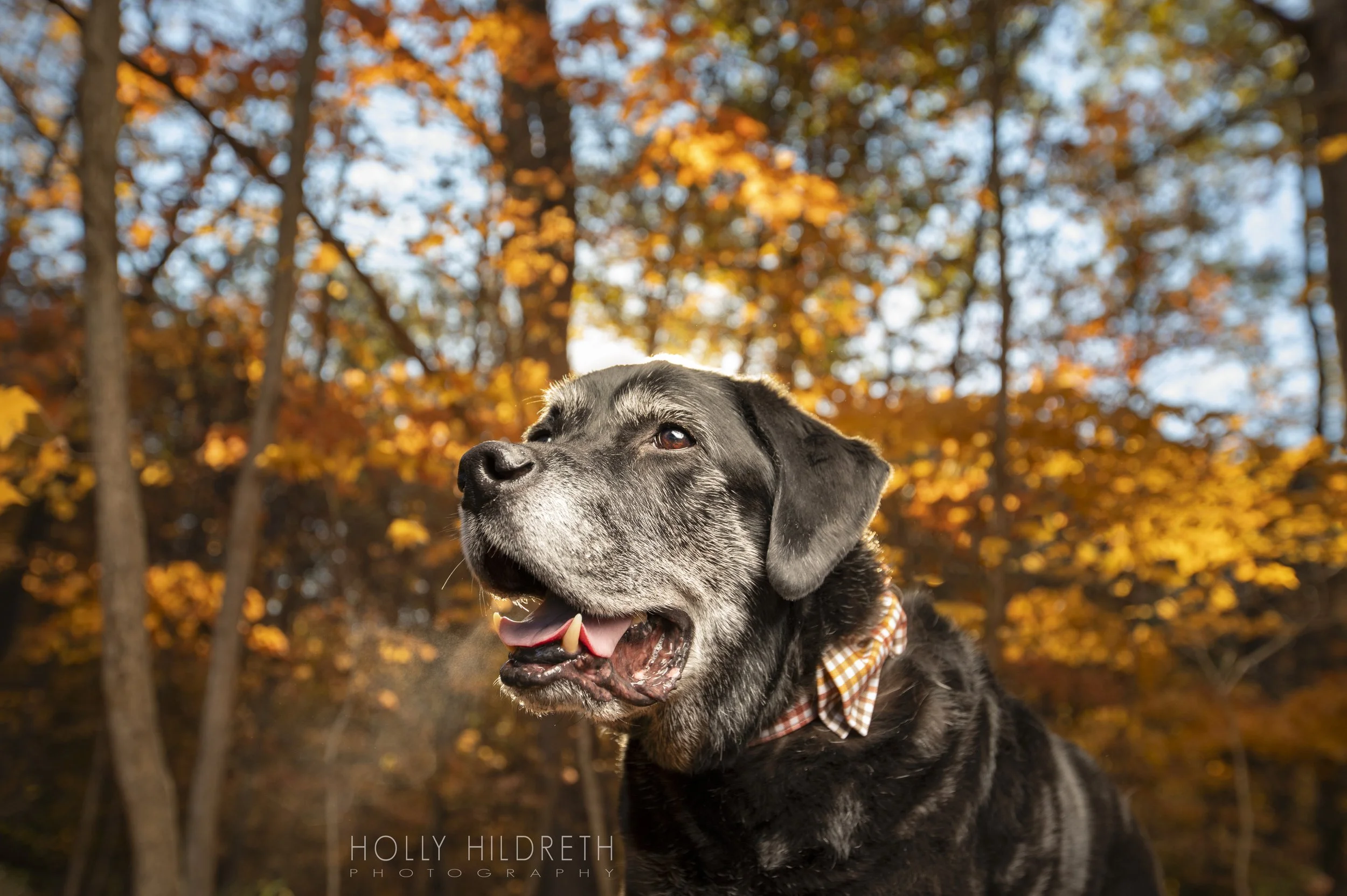 What to expect during your dog's end of life pet photography session ...