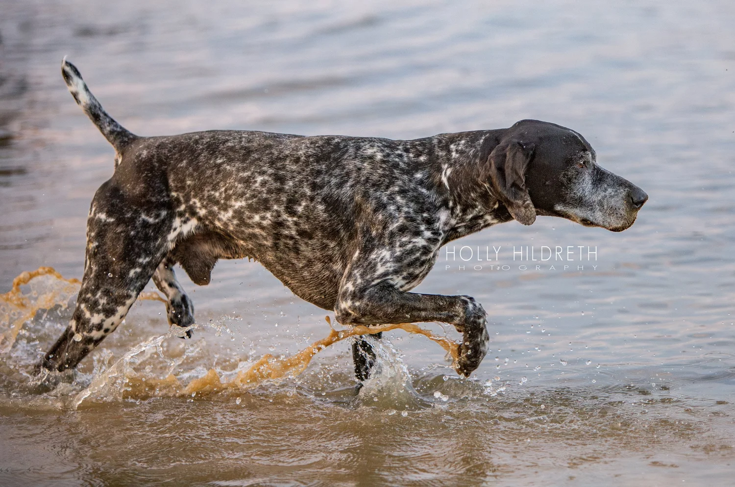 What to expect during your dog's end of life pet photography session ...