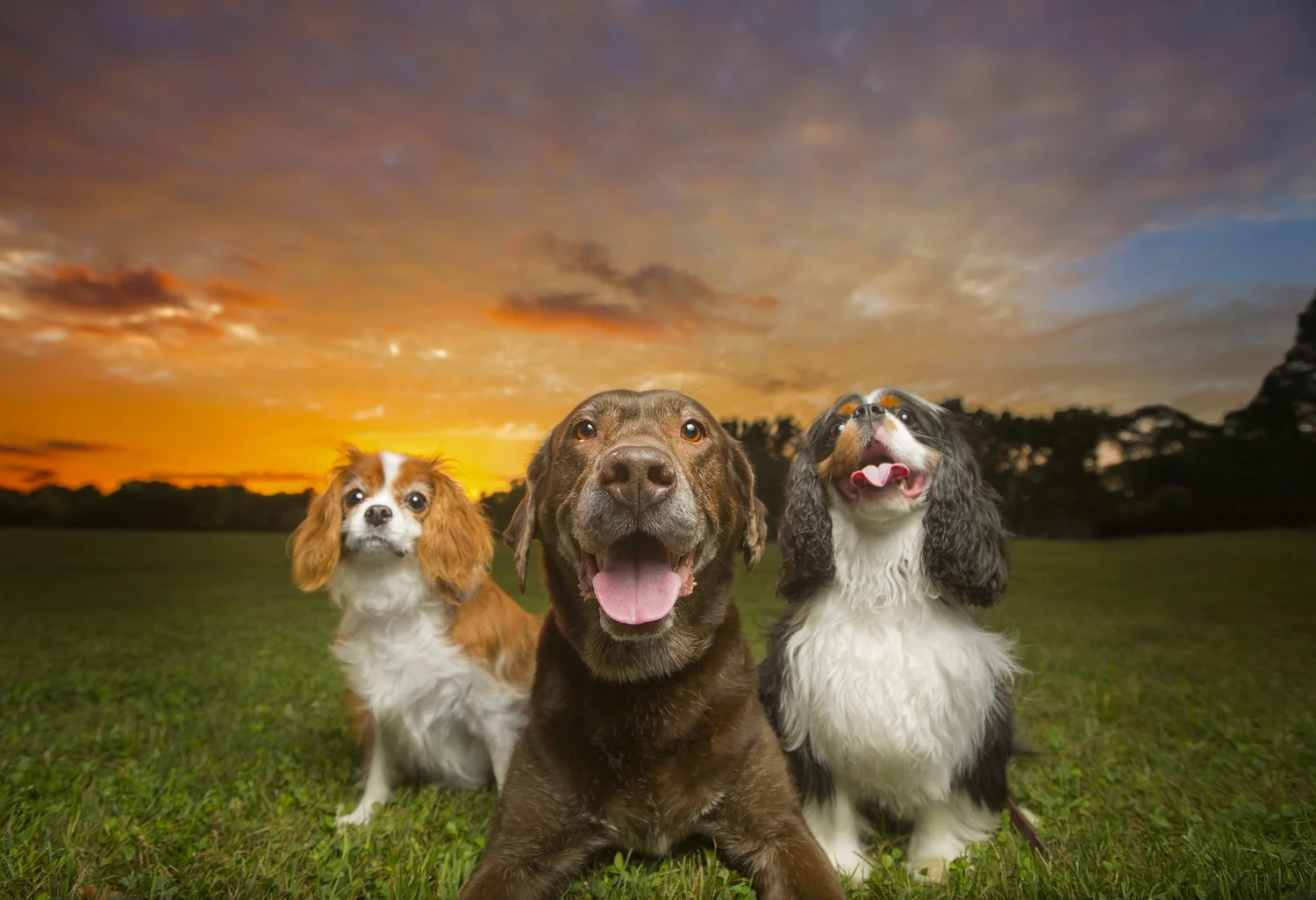 Pet Photography Pricing for Columbus, Ohio area photo shoots — Holly ...