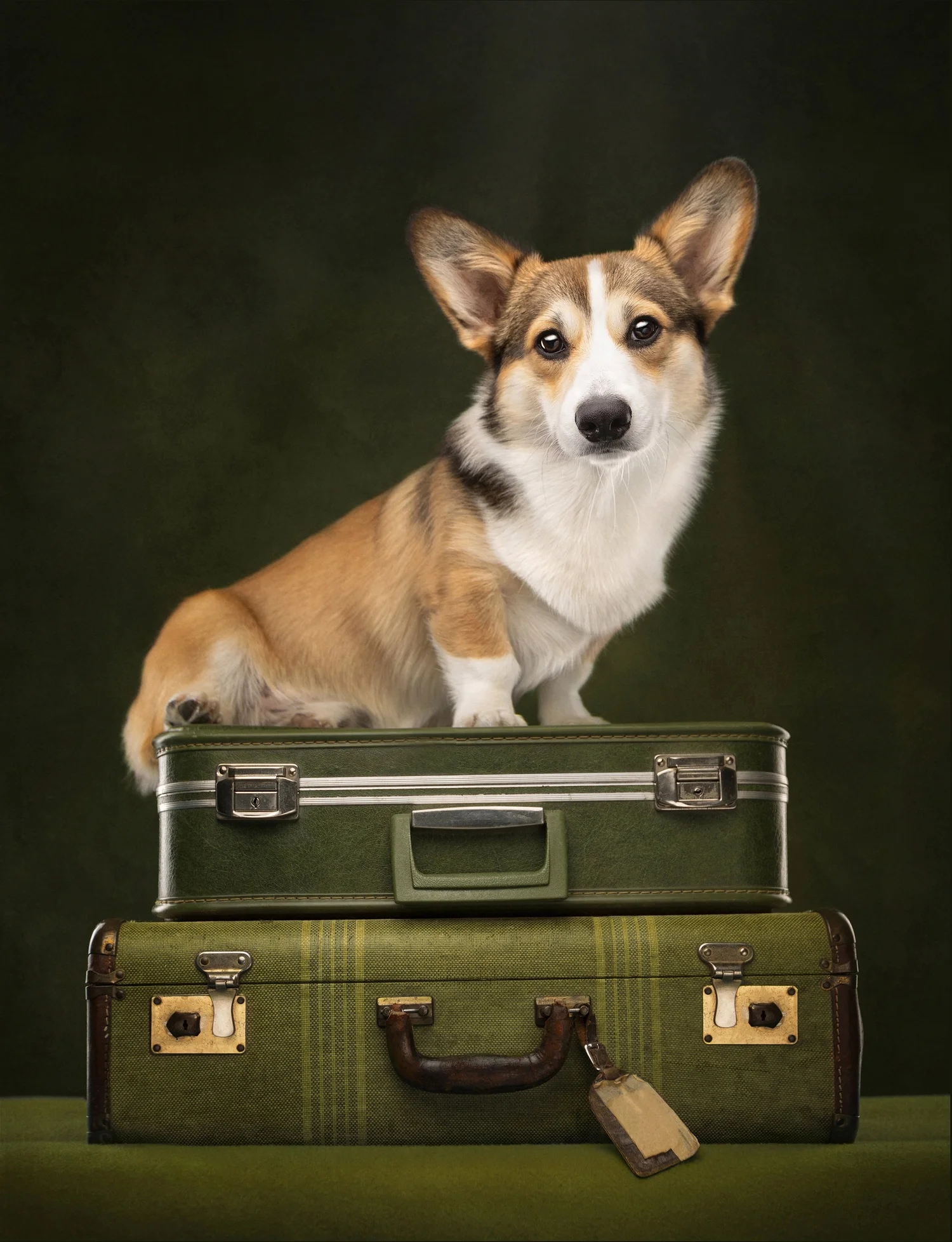 Ohio Professional Pet and Owner Photoshoot — Holly Hildreth Photography