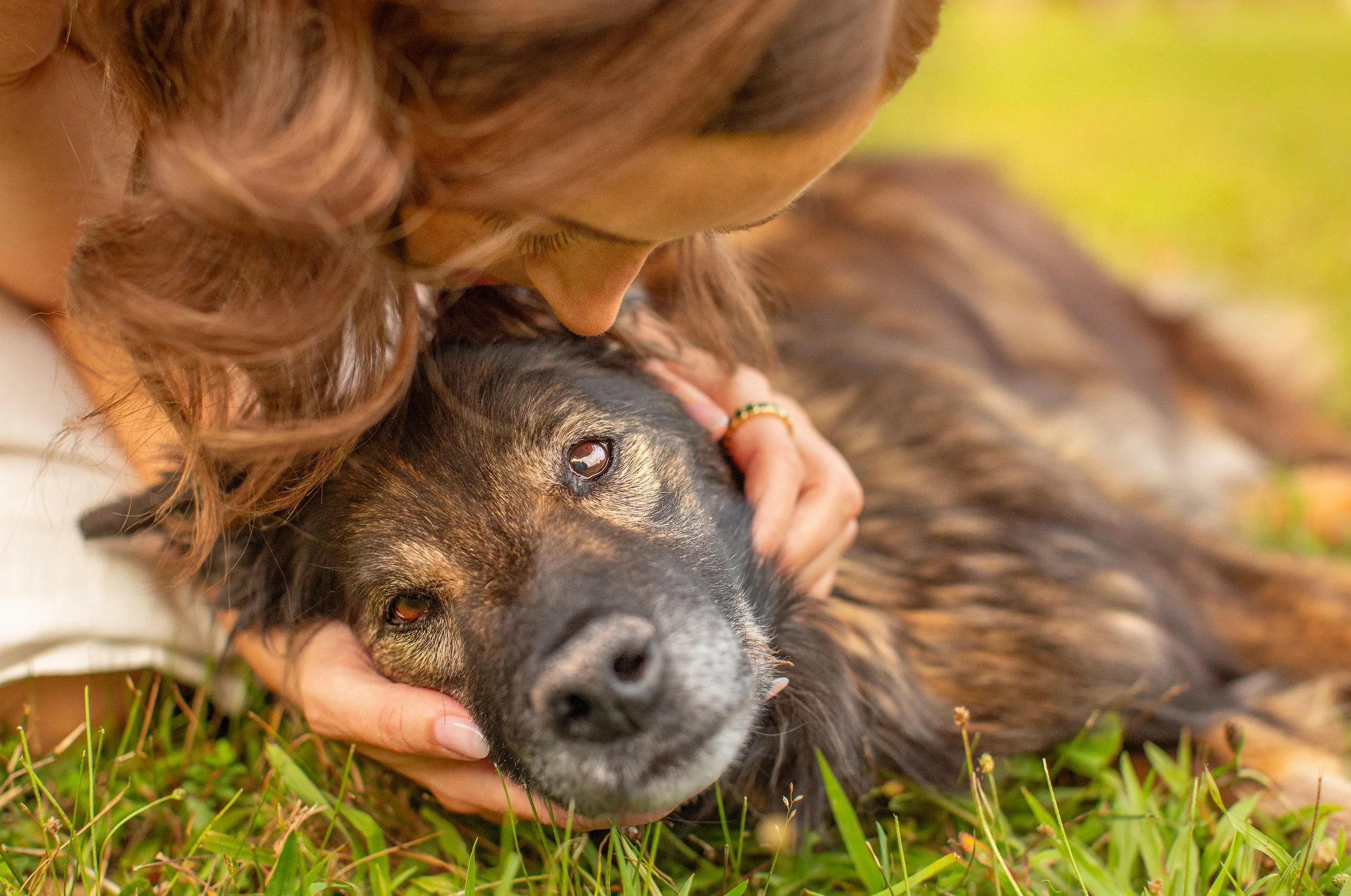 What to expect during your dog's end of life pet photography session ...
