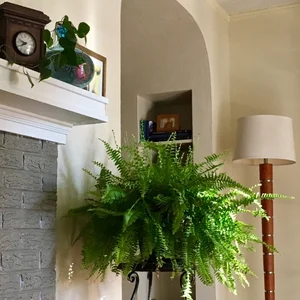 Our fall photo diary (and some really good links) — Tamara Hill Murphy