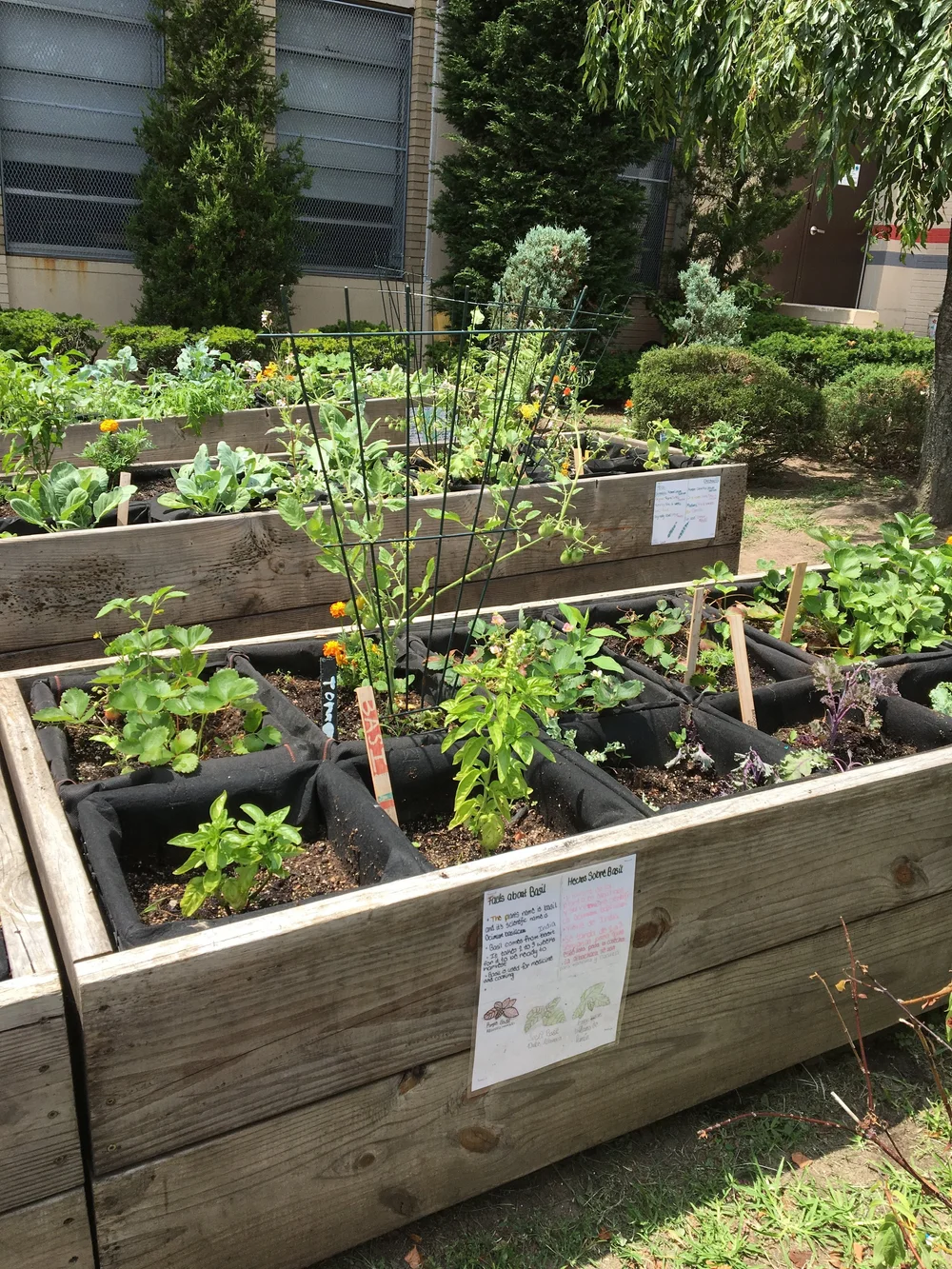 Sustainability Education — BUGS - Brooklyn Urban Garden Charter School