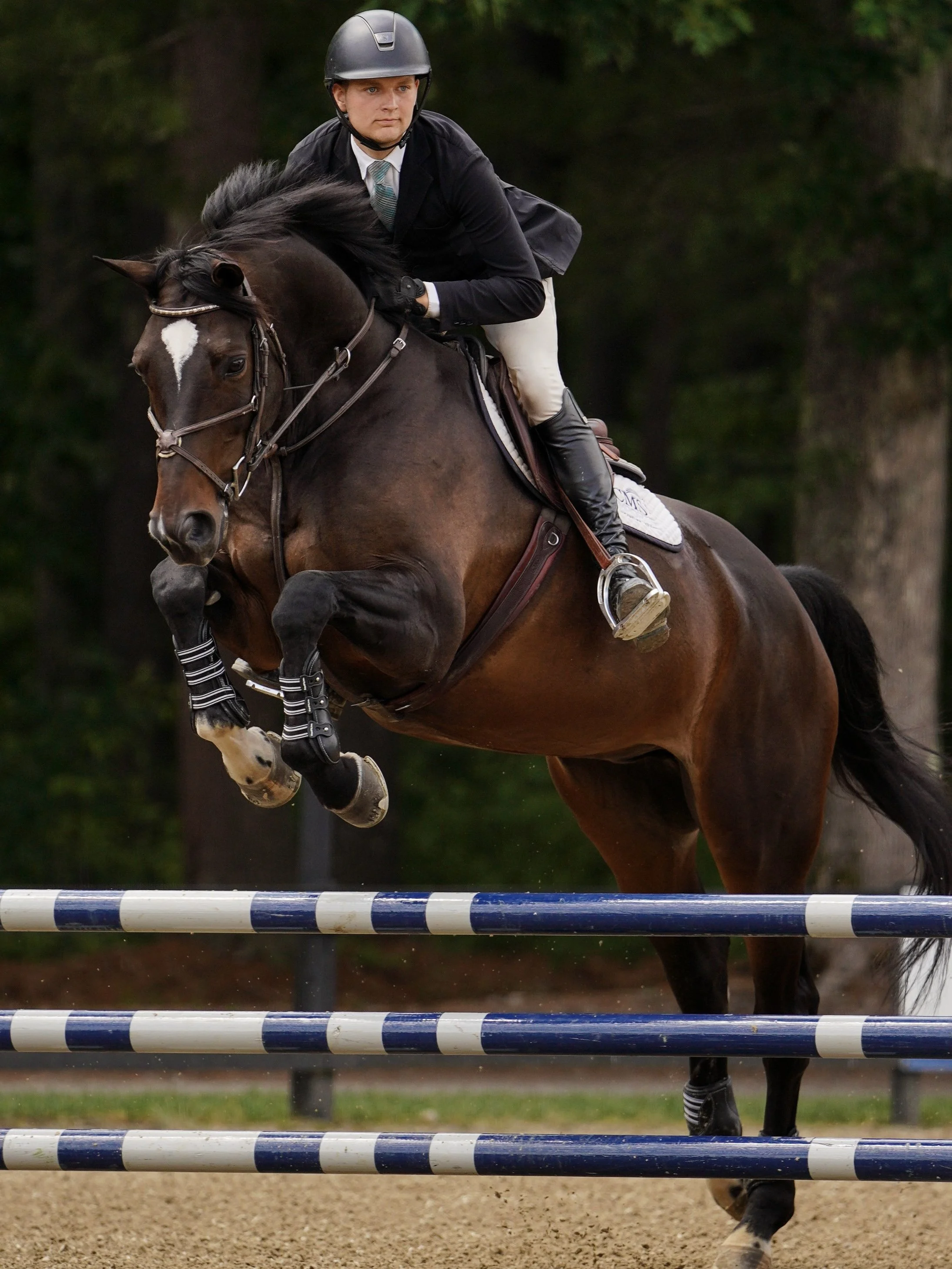 Dark Bay Horses Jumping