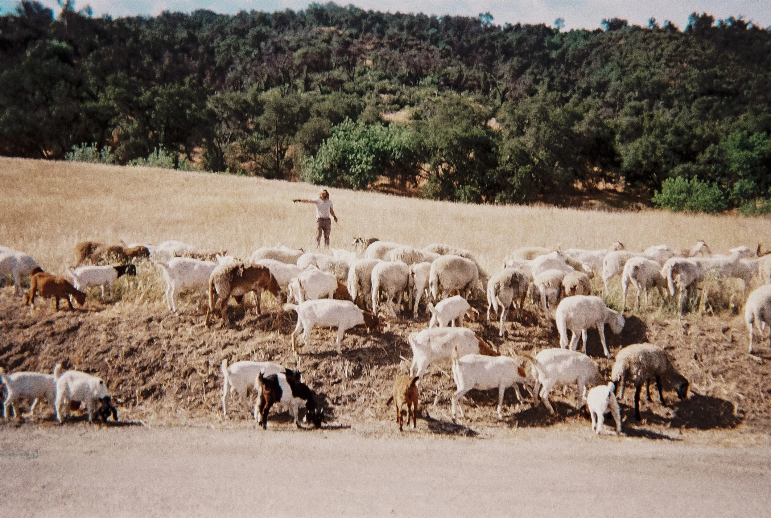 GRAZING SCHOOL OF THE WEST