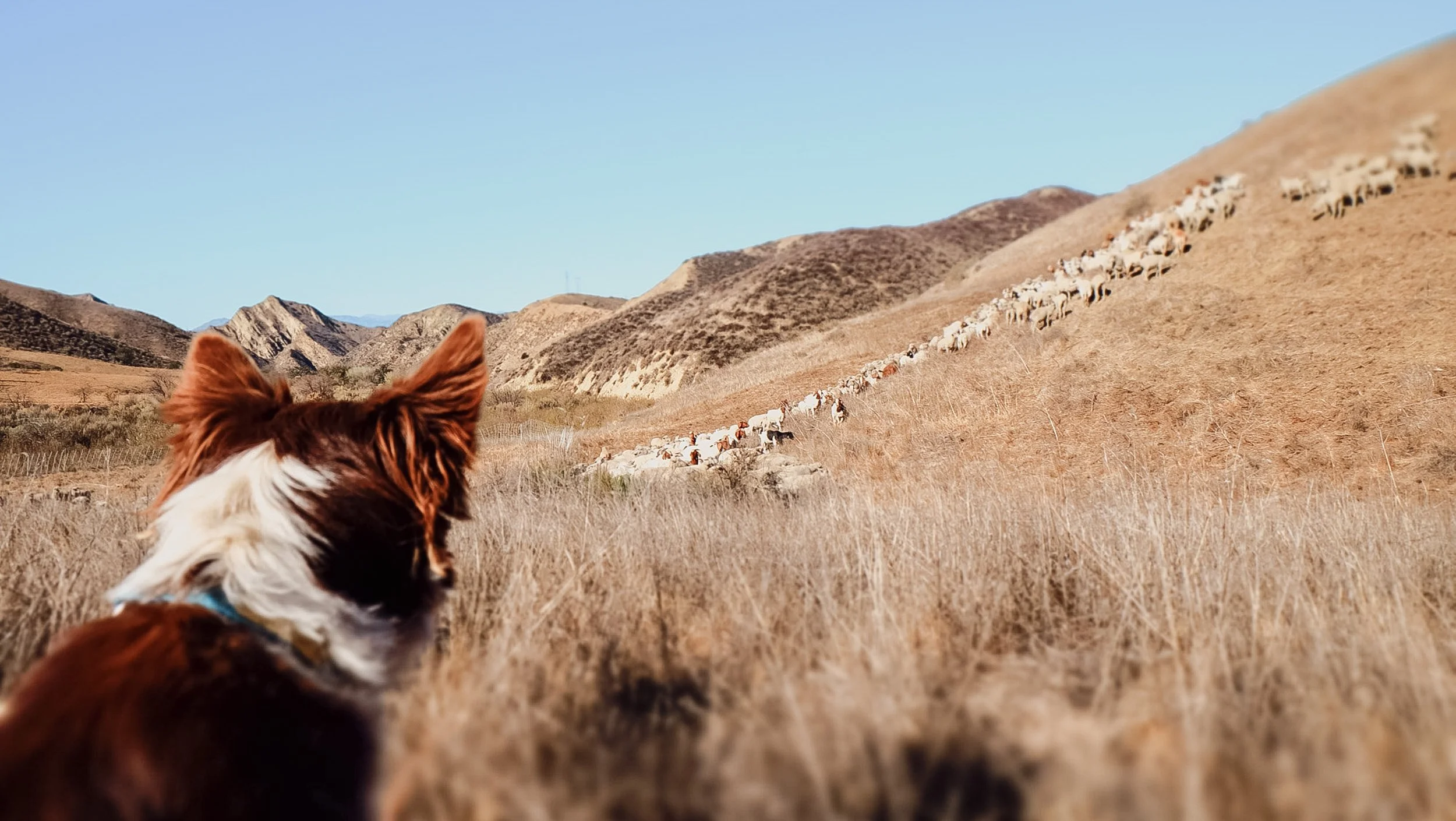 GRAZING SCHOOL OF THE WEST