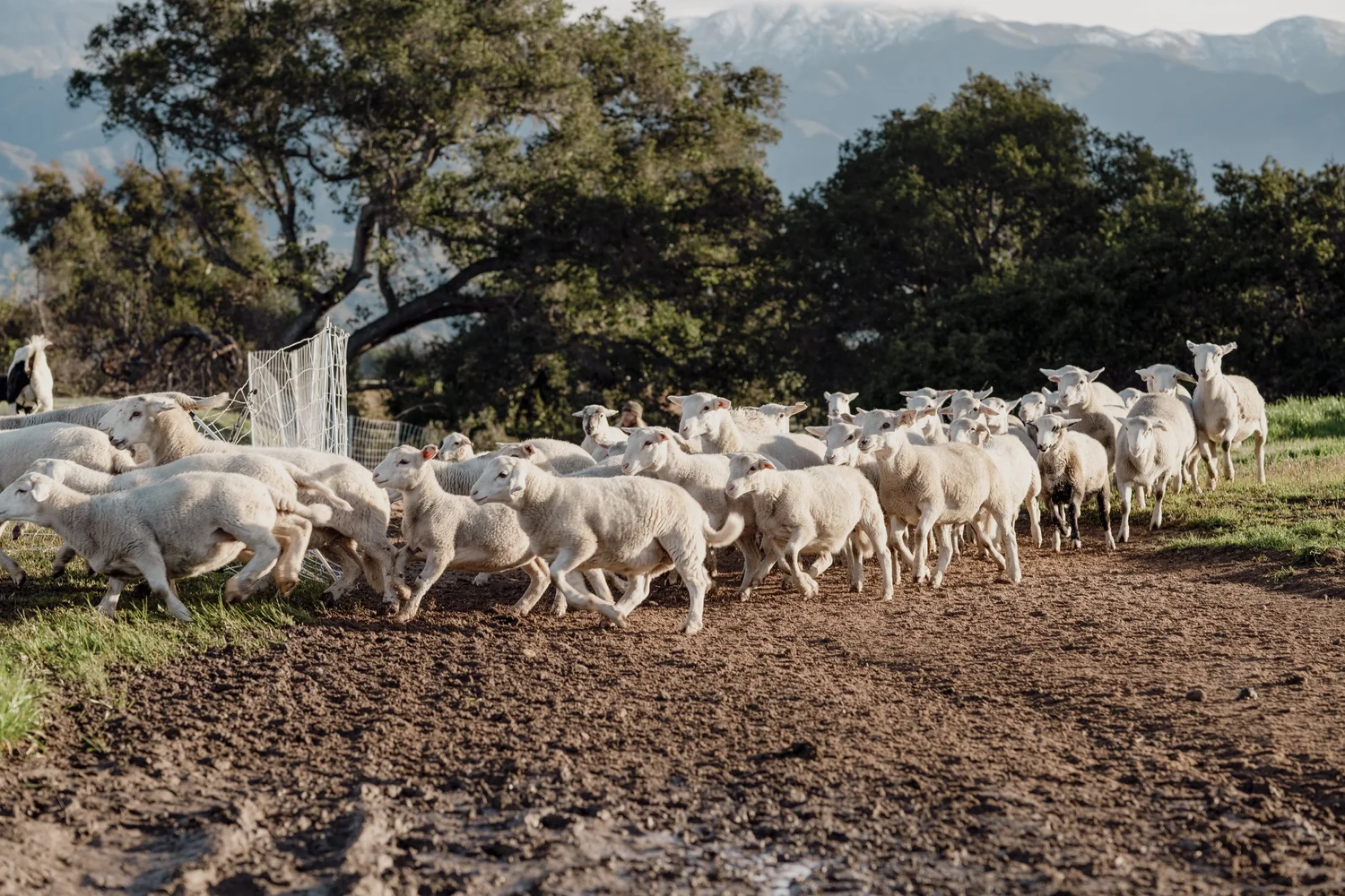 GRAZING SCHOOL OF THE WEST