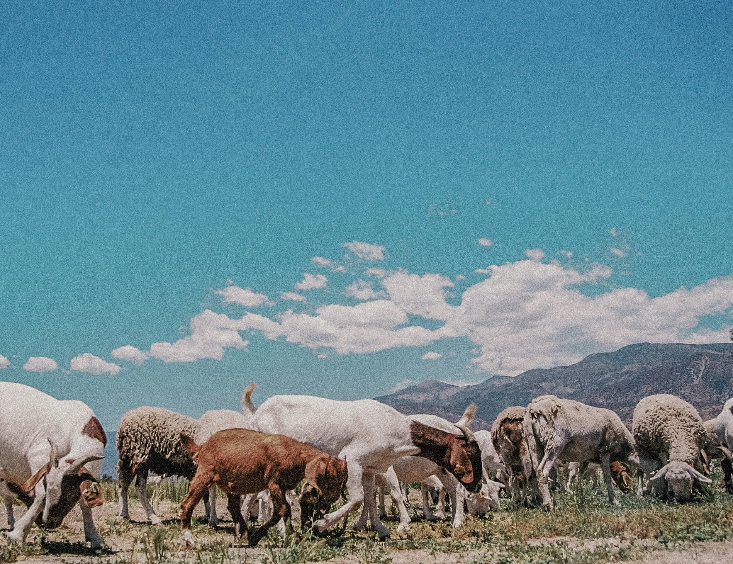 GRAZING SCHOOL OF THE WEST