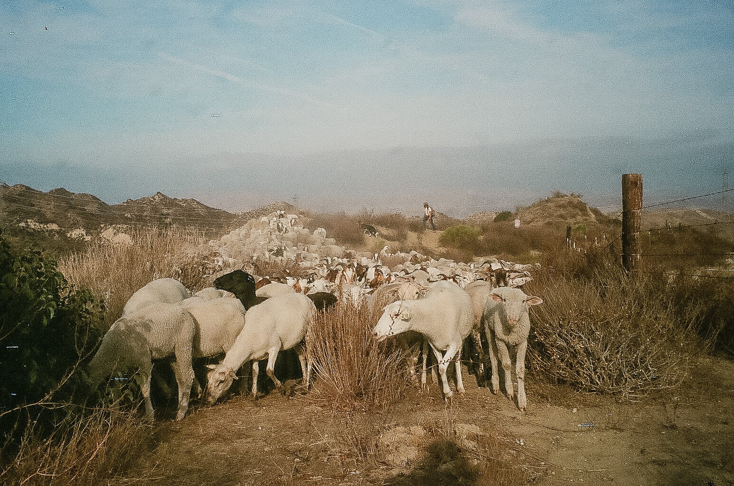 GRAZING SCHOOL OF THE WEST