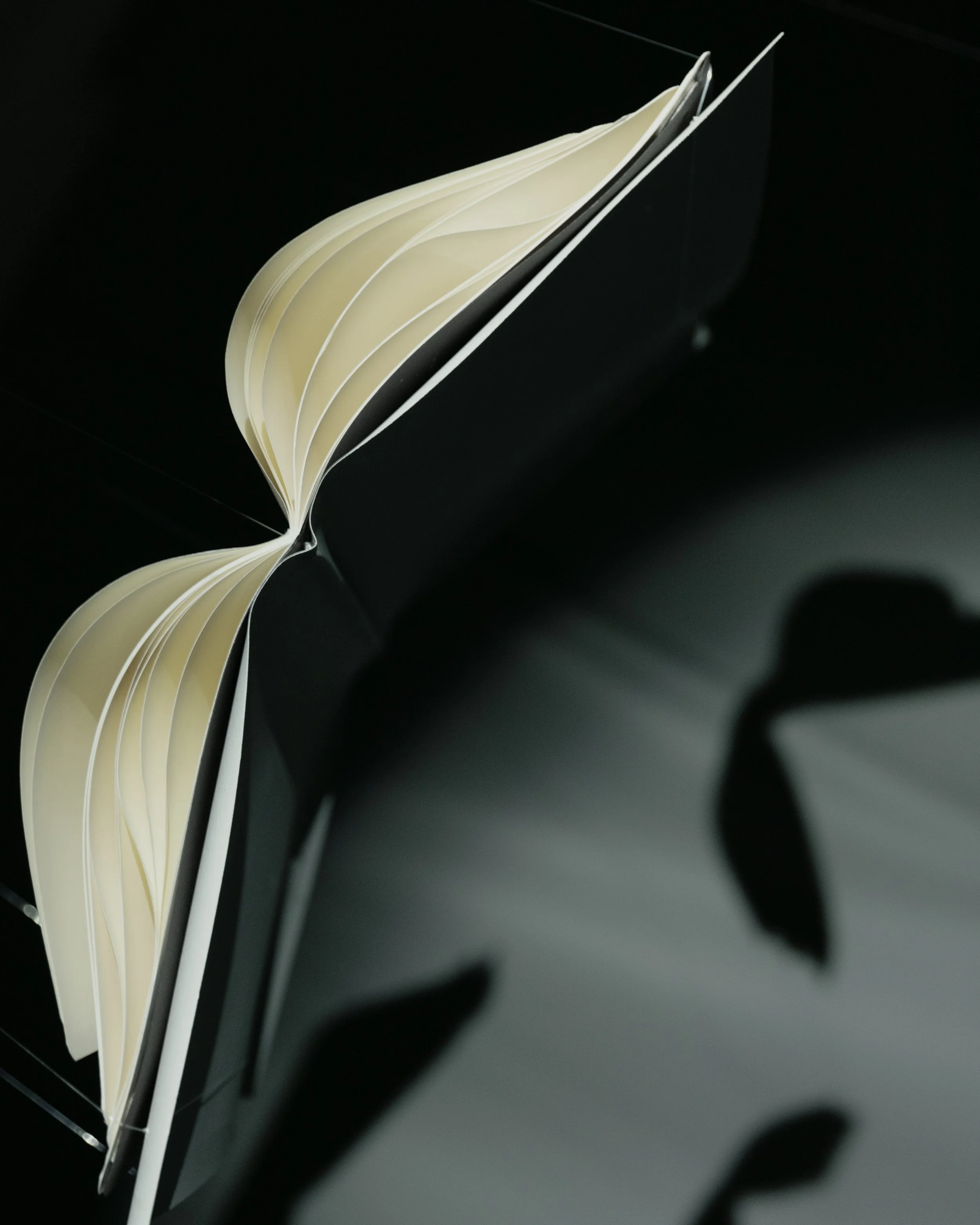 Wall of Wonders x Fenix — CARA \ DAVIDE