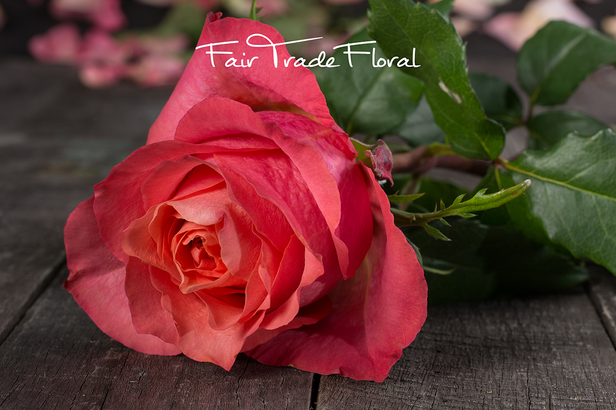 Roses — Fair Trade Floral