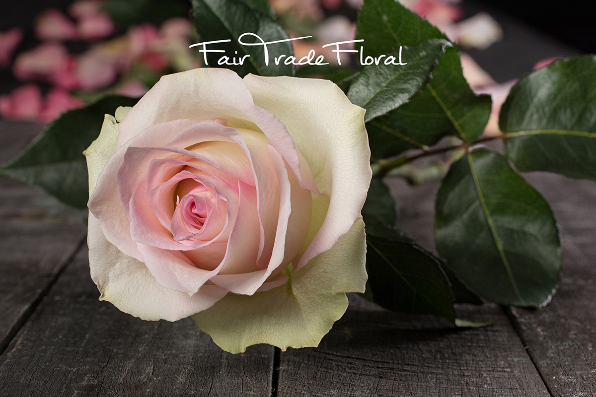 Roses — Fair Trade Floral