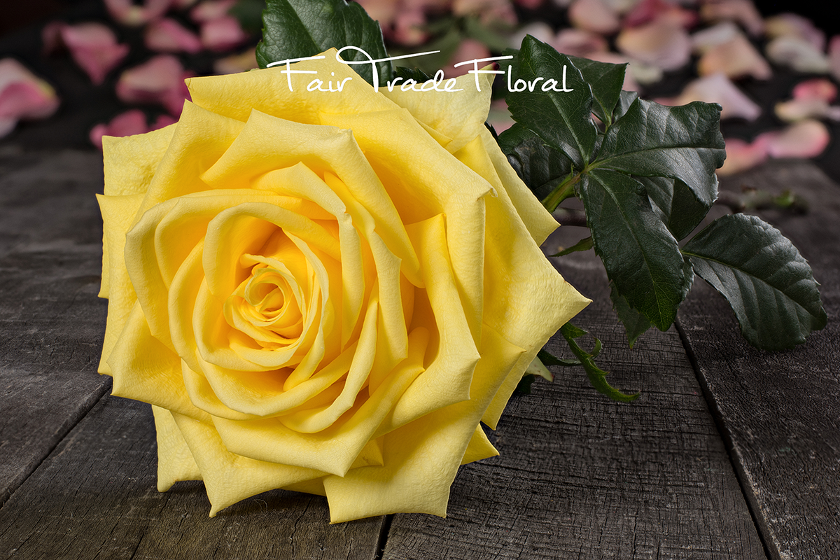 Roses — Fair Trade Floral