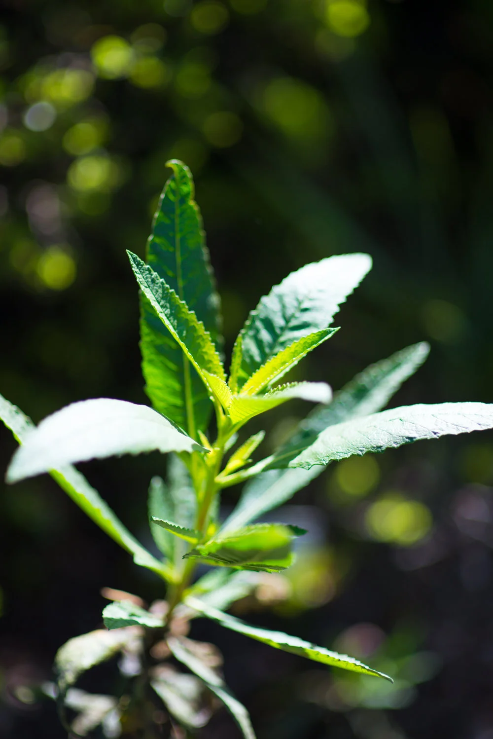 Five Flavors Herbs - Oakland & Online Herbal Stores