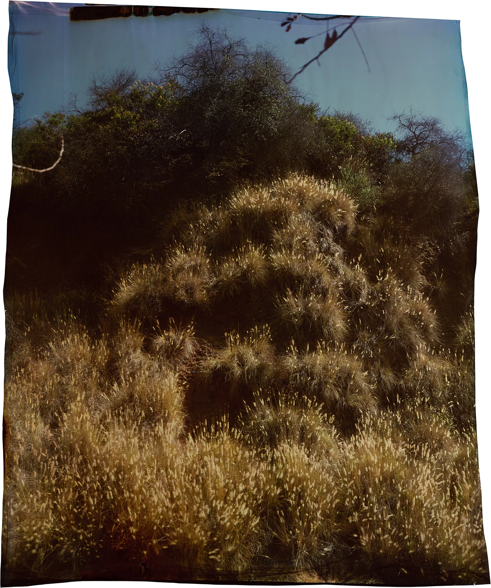 Book Review: California by John Chiara — Musée Magazine