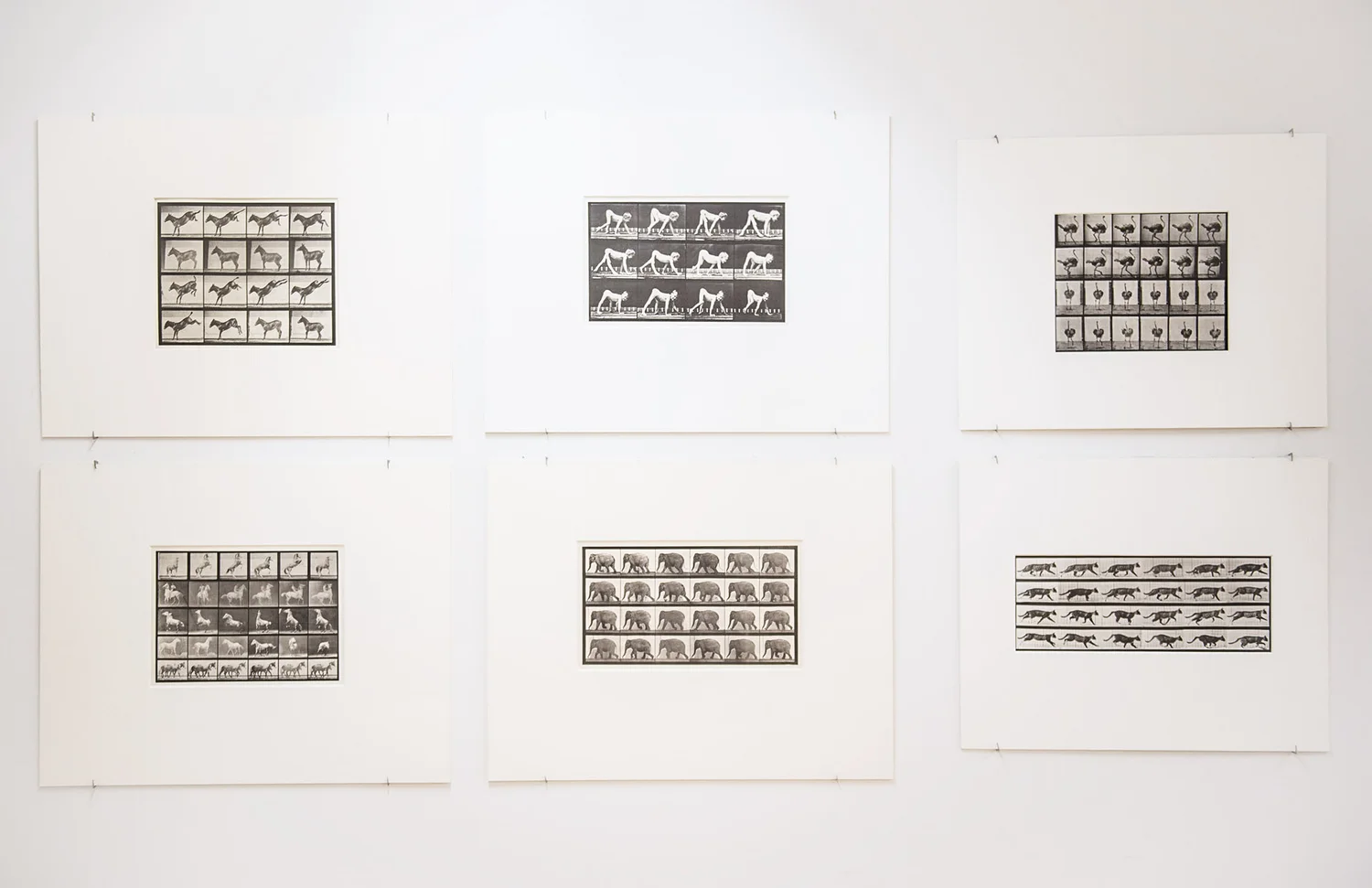 Art Out: Eadweard Muybridge: Stopping Time — Musée Magazine