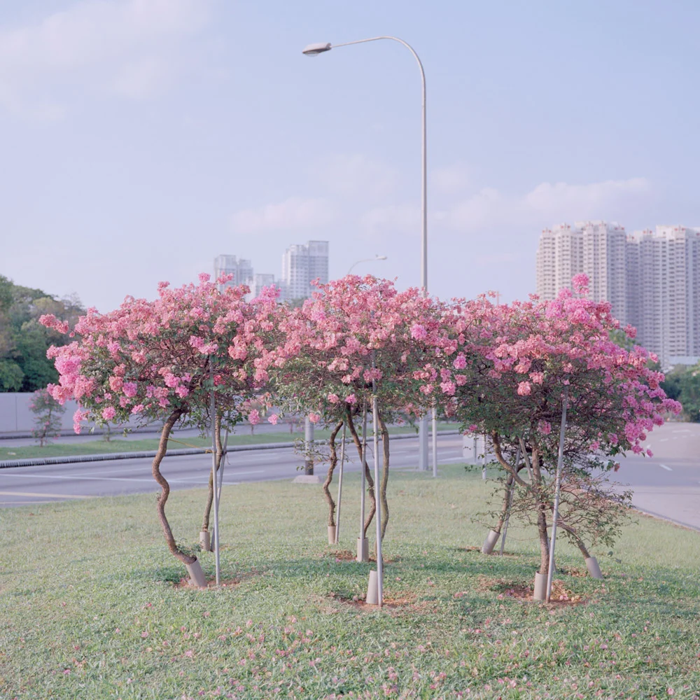 The Pastels of Nguan's Singapore — Musée Magazine