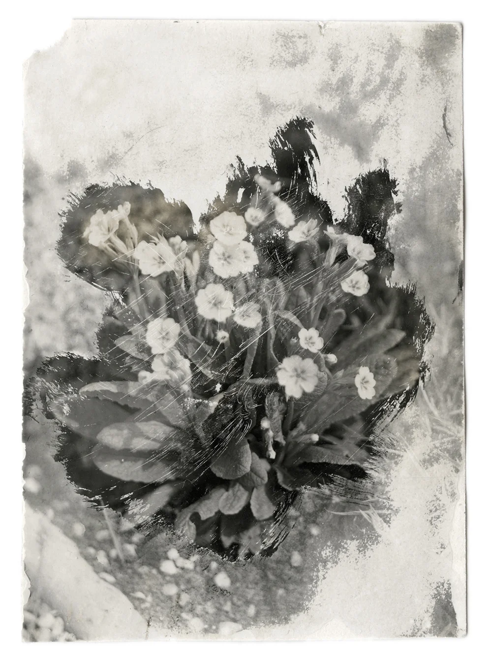 Woman Crush Wednesday: Fiona Struengmann — Musée Magazine