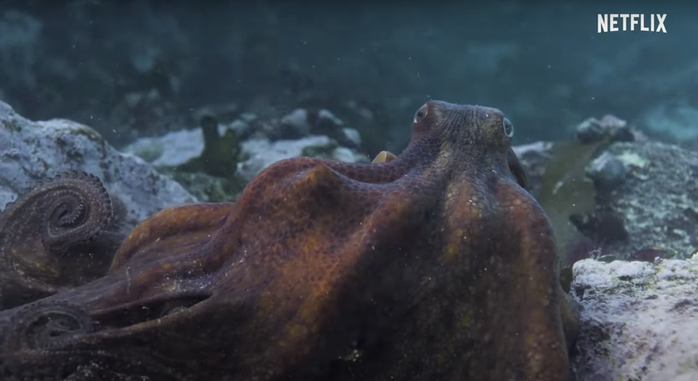 Film Review: My Octopus Teacher — Musée Magazine