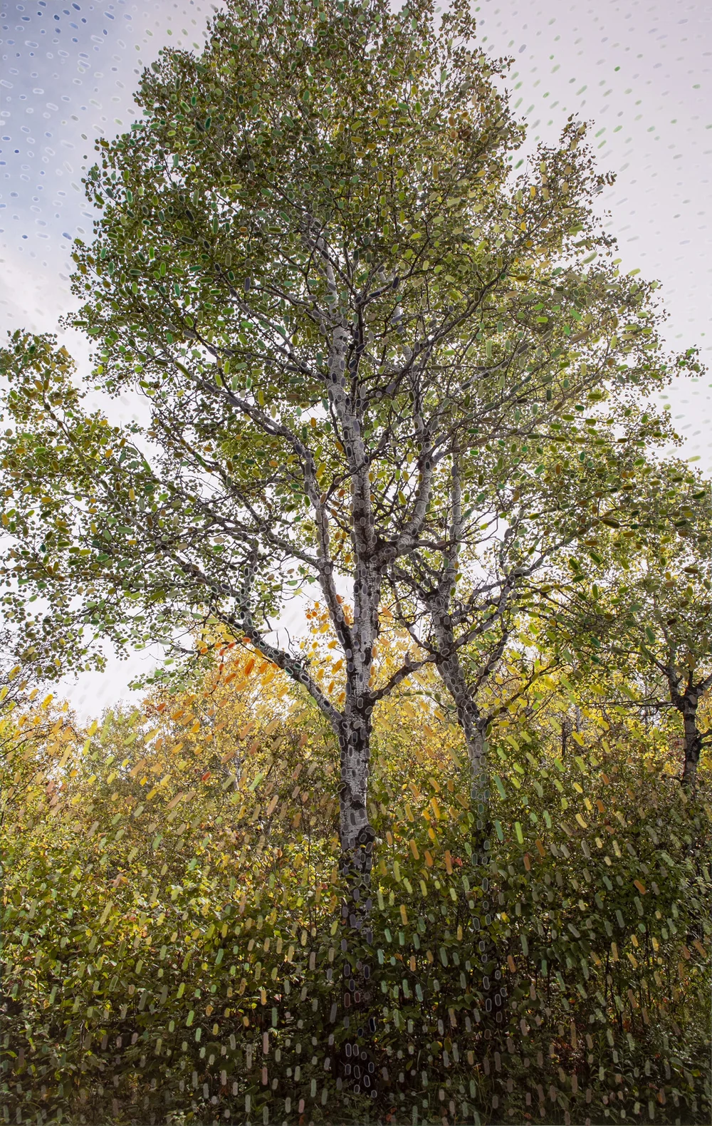 Exhibition Review: Sarah Anne Johnson at Yossi Milo — Musée Magazine
