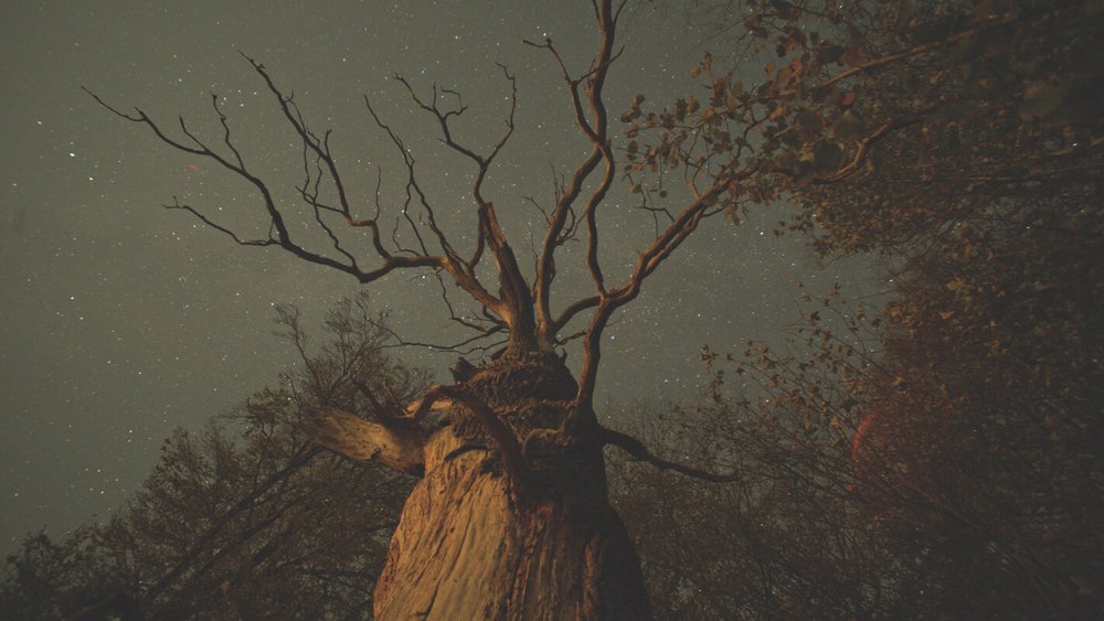 Film Review: The Hidden Life of Trees — Musée Magazine
