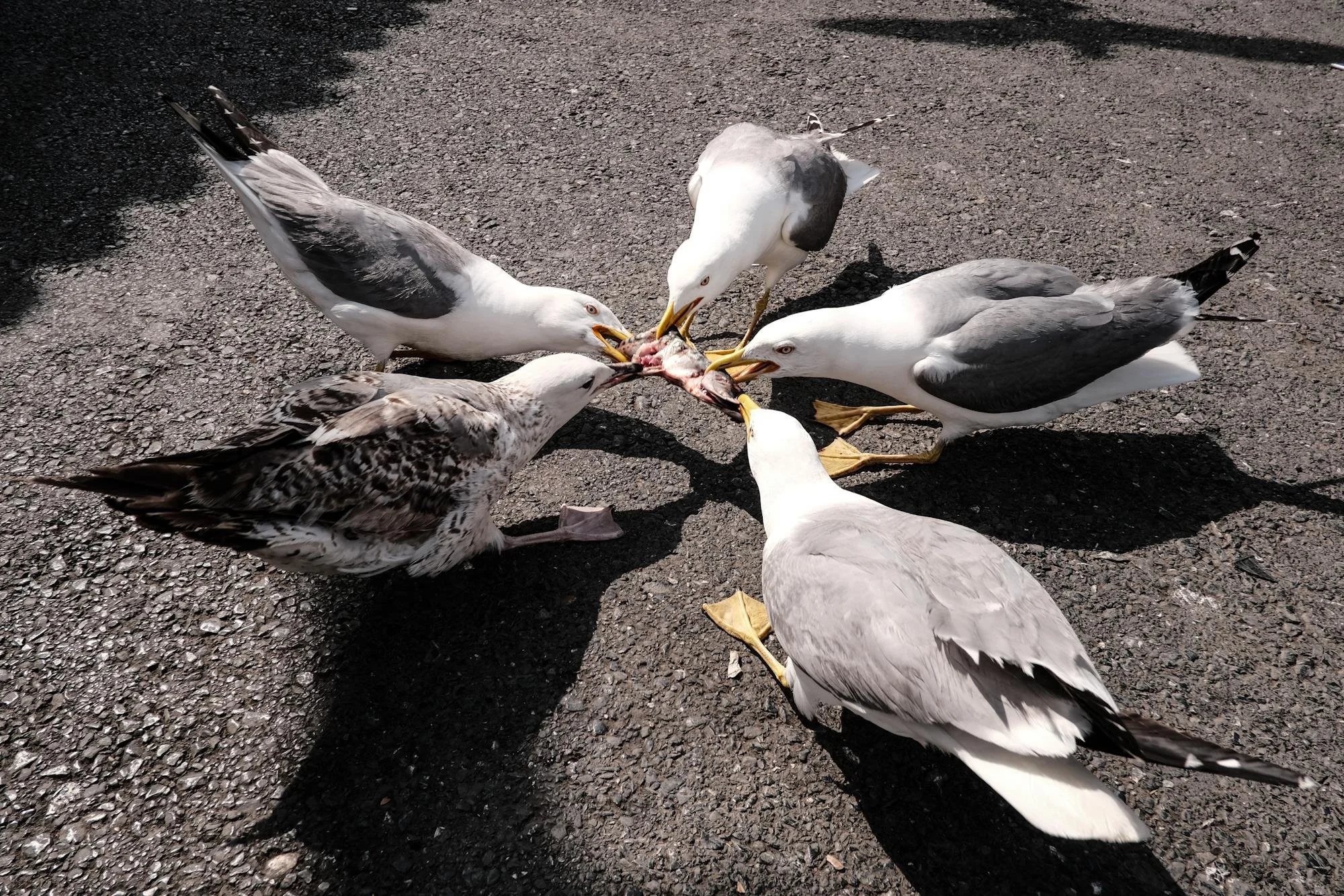 The Great Five — Musée Magazine